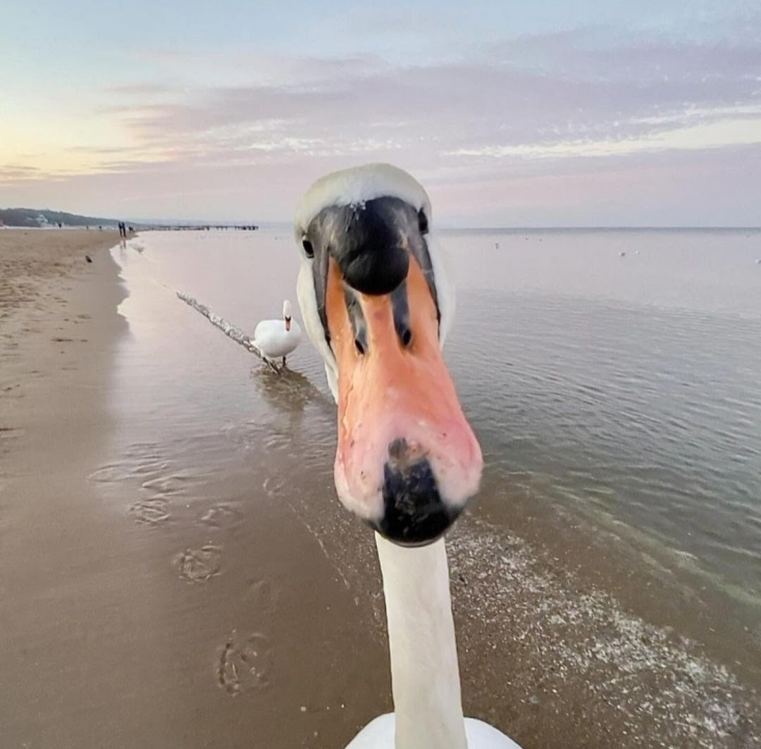 Reflexão de ano novo: nós e os animais - SOAMA