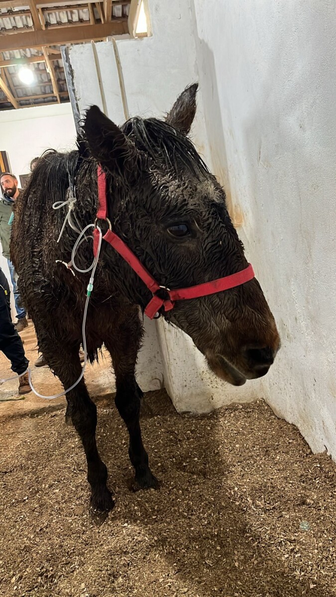 Novo resgate de cavalo! Caso Atena! Até quando a omissão com os cavalos ...